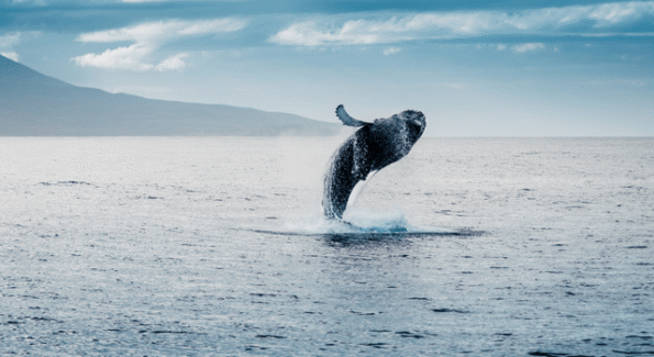 Luxury Iceland Vacations 2025 & 2026 | Iceland Luxury Travel Tours ...