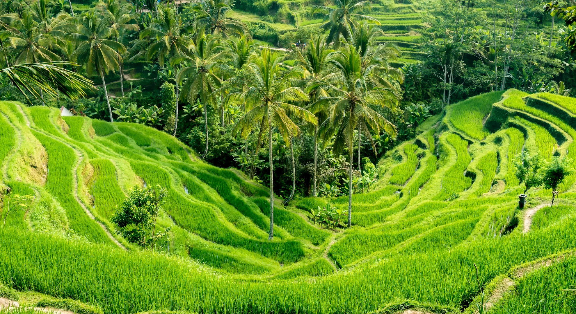 Gay Travel in Indonesia: Law vs Reality — LGBT tailor-made travel